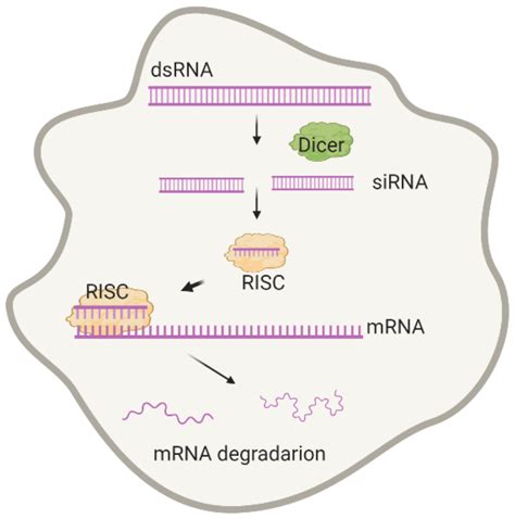 Molecules Free Full Text Recent Advances In The Development Of Exogenous Dsrna For The
