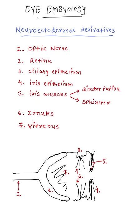 Eye Embryology Neuroectodermal Derivative Youtube