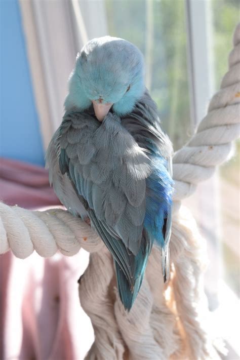 Pacific Parrotlet Color Mutation Chart Artofit