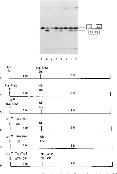 Figure From A Splicing Enhancer Complex Controls Alternative Splicing Of Doublesex Pre MRNA