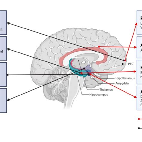 Neurobiological Links Between Tbi Stress And Neurological