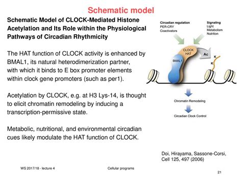 V4 Circadian Rhythms Summary Ppt Download