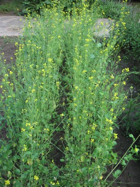 Горчица сарептская, капуста сизая (Brassica juncea) | Лекарственные ...