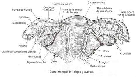 útero Trompas De Falopio Y Ovarios Aparato Genital Femenino Anatomía Aparato Genital