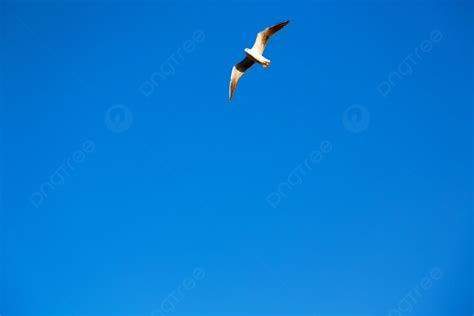 하늘의 오만 새들의 자유로운 무리 사진 배경 및 무료 다운로드를위한 그림 Pngtree