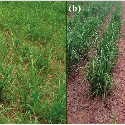 Pdf Algorithm For Variable Rate Nitrogen Application In Sugarcane Based On Active Crop Canopy