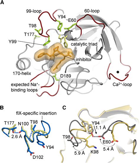 Structural Basis Of The Cofactor And Substrate Assisted Activation Of