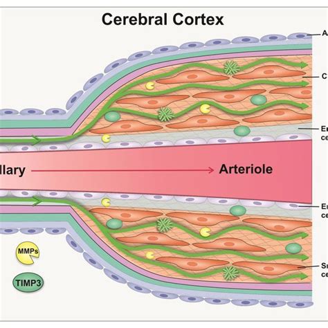 Cross Sectional View Of The Capillary Arteriole In The Cerebral Cortex Download Scientific