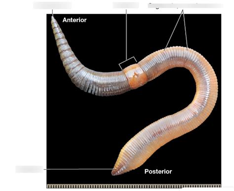 Earthworm External Anatomy Diagram Quizlet