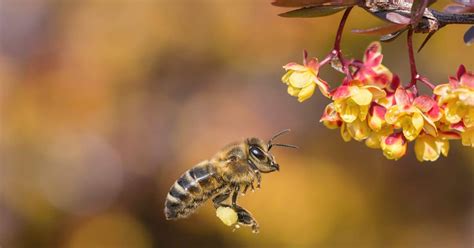 Do Wasps Pollinate How And What Plants Do They Pollinate