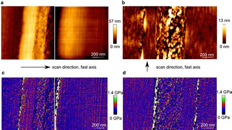 Height And Youngs Modulus Image Of A Compound Middle Lamella Scanned