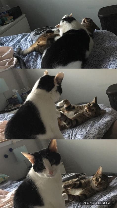 “this doesn t concern you walk away ” r catsbeingcats