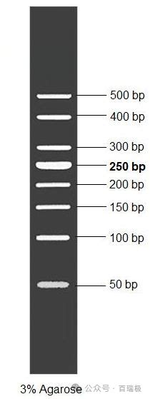 Dna Ladder And 蛋白 Marker 选择指南 北京百瑞极生物科技有限公司