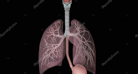 Las Principales Vías Y Estructuras Del Tracto Respiratorio Superior