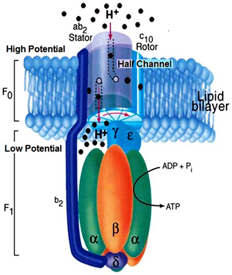 Exam 2 Lectures 7 And 8 Diagram Quizlet