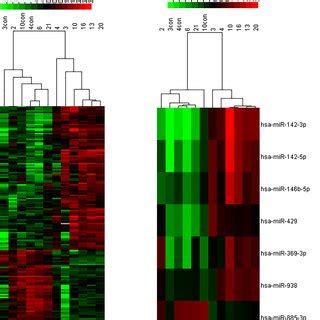 Heat Map Showing Differentially Expressed MiRNAs A Unsupervised