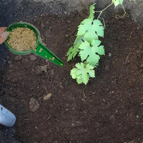 Plant Seed Sower 5 File Adjustable Planter Hand He Vicedeal