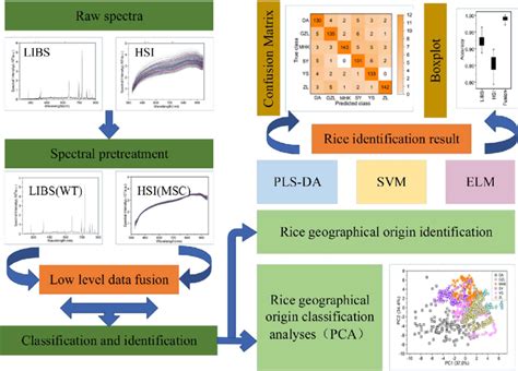 Flow Chart Of Rice Origin Identification Download Scientific Diagram