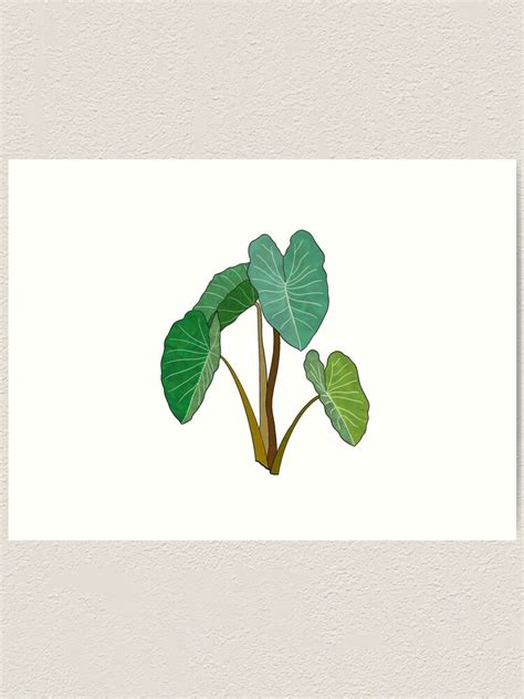 Kalo Taro Plant Art Print For Sale By Peachycrossing Redbubble