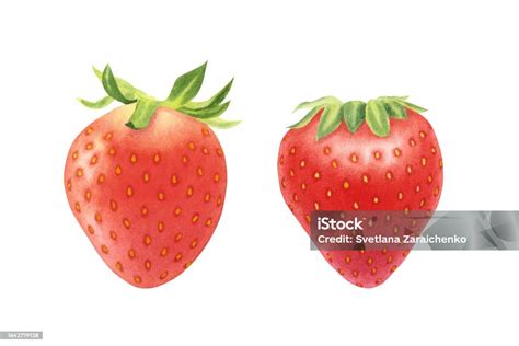 하얀 배경에 분리된 딸기 세트 수채화 손으로 그린 그림입니다 광고 포장 메뉴 초대장 명함 엽서 인쇄 개체 그룹에 대한 스톡 벡터 아트 및 기타 이미지 Istock