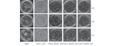 Example Of Feature Maps Of Resnet50 A Parietaria B Urtica C