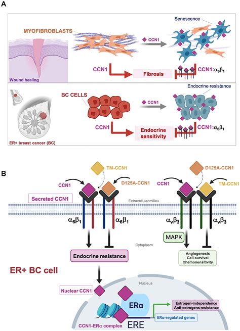 Binding Of The Angiogenicsenescence Inducer Ccn1cyr61 To Integrin