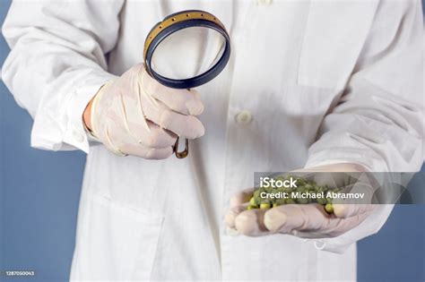 유기 농업 과학 실험실에서 유전자 조작 식품 식물 밀 종자 하이브리드를 검사 하는 생물학자 남자의 팀 Stem 주제에 대한 스톡 사진 및 기타 이미지 Istock