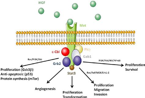 Consequences Of The Disruption Of Hepatocyte Growth Factor Hgf Met