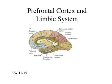 Ppt Mapping The Cortex Powerpoint Presentation Free Download Id9208007