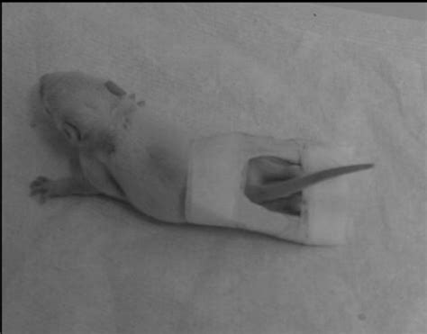 Young Rat Experiencing Sensorimotor Restriction Smr The Feet Of The