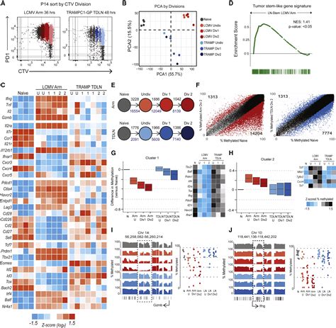 Cd8 T Cell Activation In Cancer Comprises An Initial Activation Phase In Lymph Nodes Followed