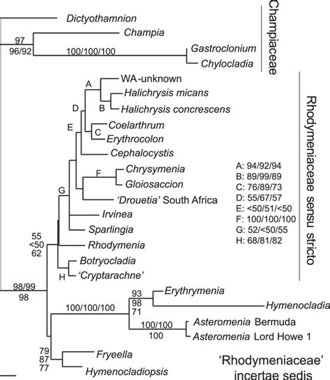 phylogeny inferred by maximum likelihood for the ssu alignment values