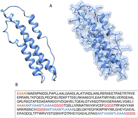Vaccine Structure Modeling And Validation A The 3d Model Of A Download Scientific Diagram