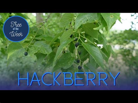 Hackberry Tree Seed