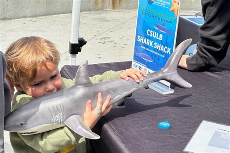 Csulb Shark Lab At The Roundhouse Aquarium