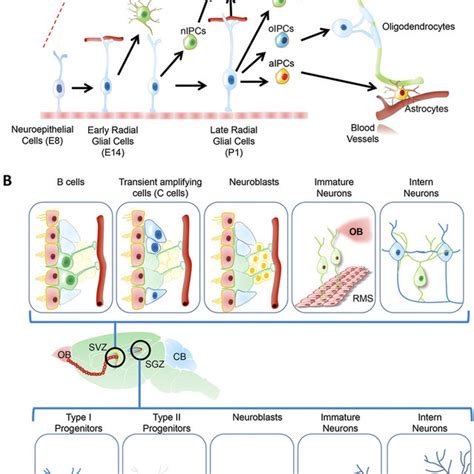 PDF Unlocking Epigenetic Codes In Neurogenesis