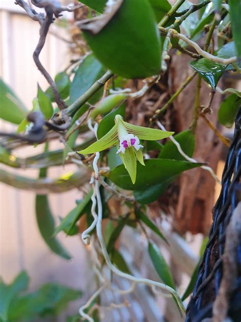 Dendrobium Pugioniforme R Orchids