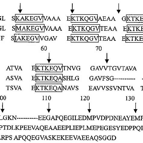 The Sequence Alignment Of Human As Bs And Gs The Imperfect Download Scientific Diagram