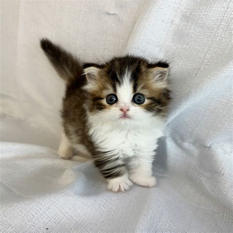 브리티쉬분양 브리티쉬롱헤어분양 브리티시롱헤어분양 브리티시분양 브리티쉬숏헤어분양 고양이무료분양 고양이책임분양 고양이분양 먼치킨분양 러시안블루분양 렉돌분양 스코티쉬폴드분양 페르