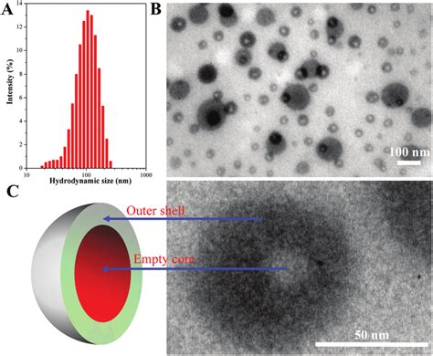 A Hydrodynamic Size Distribution B Tem Images And C Coreshell