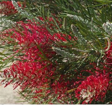 Raspberry Dream Killuke Nursery