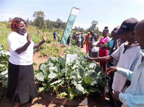 How Climate Smart Forage Grasses Turned Around Milk Yields For Smallholder Farmers In Western