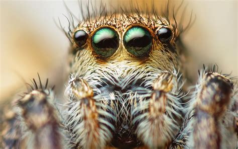 El Ojo Del Buitre Arácnidos Arañas