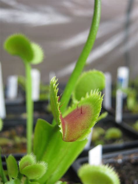 Dionaea 'UK II' photos