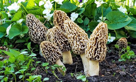 Morel Mushroom Kit Etsy