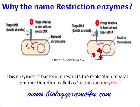 Restriction Enzymes Definition Types And Cut Patterns Enzymes