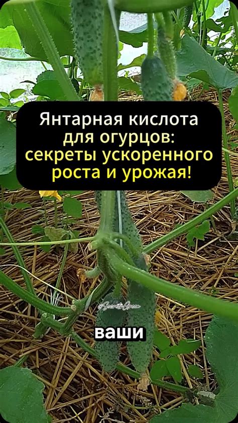 Бор для томатов секрет богатого урожая Почему без него не вырастить