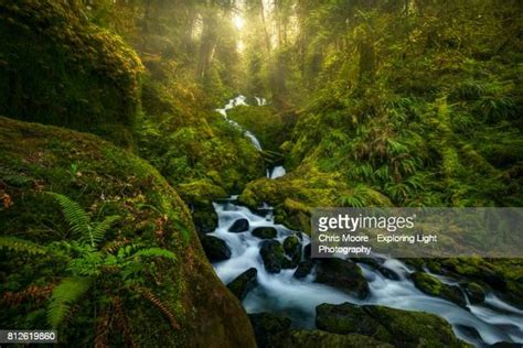 Bosque Lluvioso Del Hoh Fotografías E Imágenes De Stock Getty Images