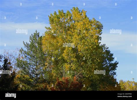 Early Fall With Trees Turning Colors With A Blue Sky Outdoors Stock Photo Alamy