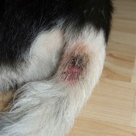 Pictures Of Hot Spots On Dogs Moist Dermatitis Vet Info